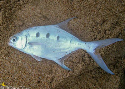 Fishing Photo Gallery - Sugar Beach Resort - Elysium